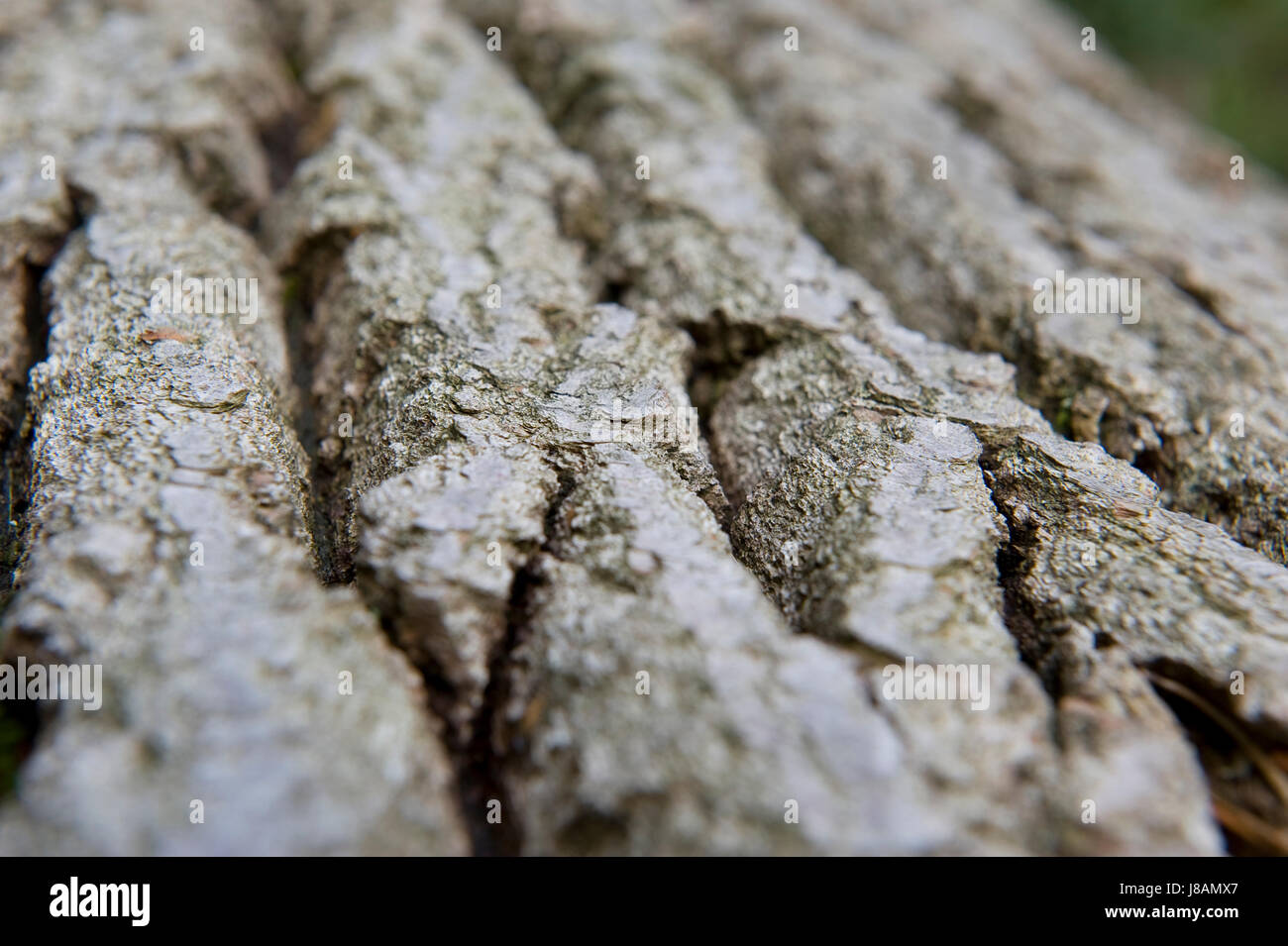 wood, bark, surface, structure, backdrop, background, forest, nature ...