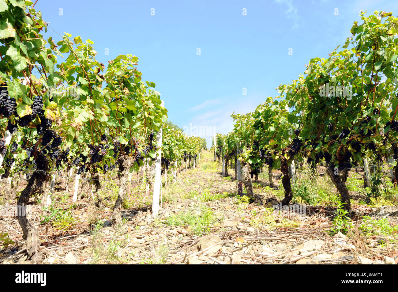 agriculture, farming, vineyard, common grape vines, vine, grape vine ...