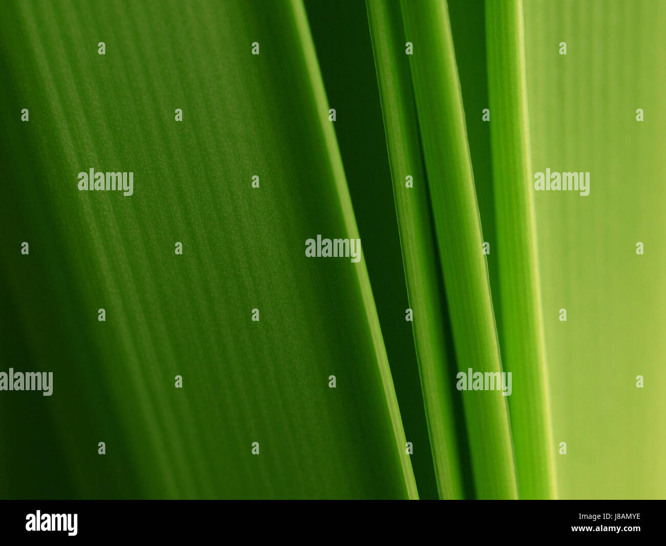 leaf, chlorophyll, abstract, sheet structure, leaf, macro, close-up ...