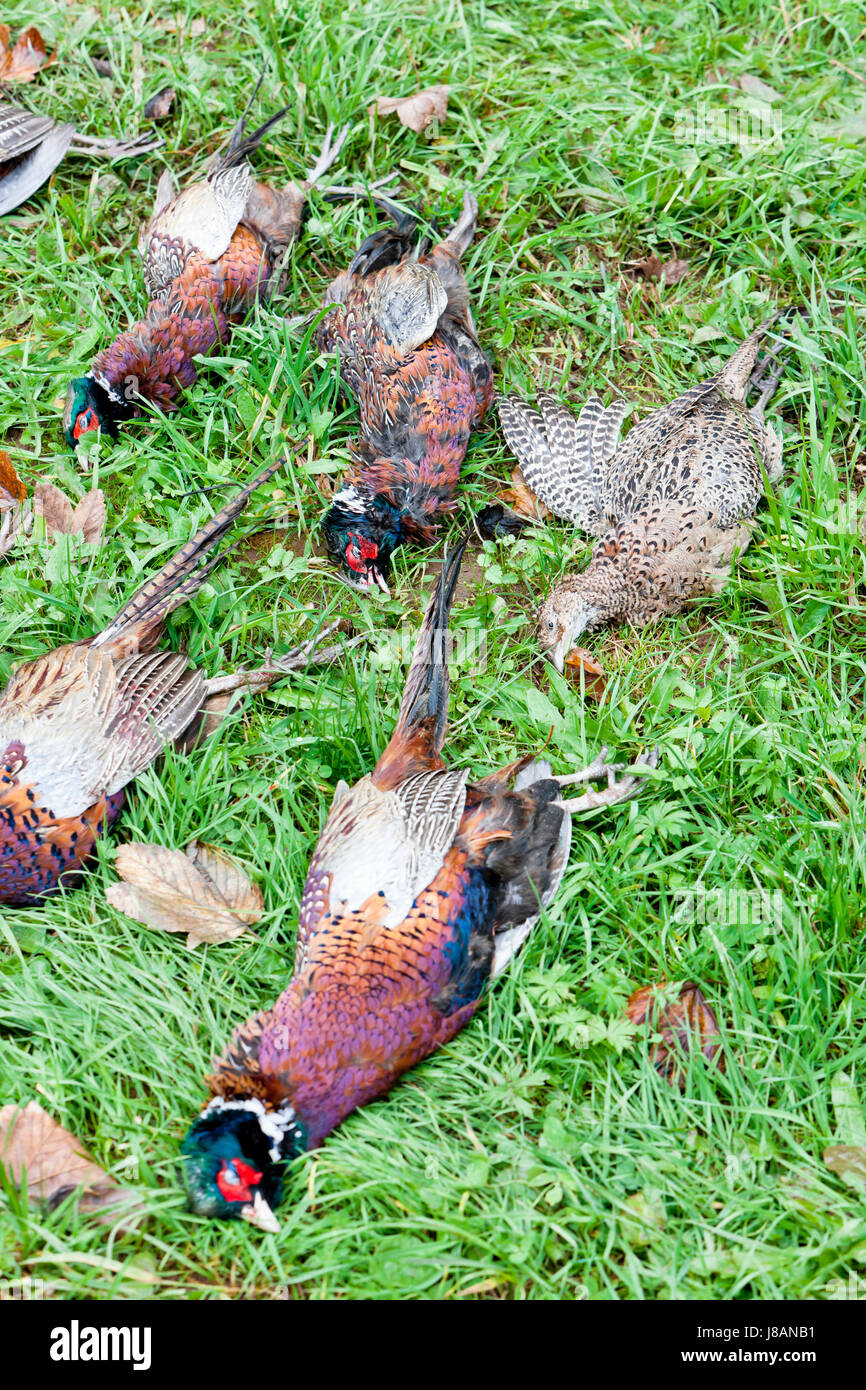 hunting, chase, still life, death, animal, fauna, wild, hunt, outside ...