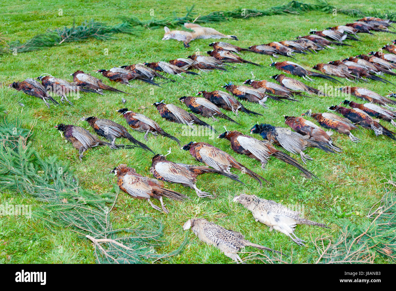 hunting, chase, still life, death, animal, fauna, wild, hunt, outside ...