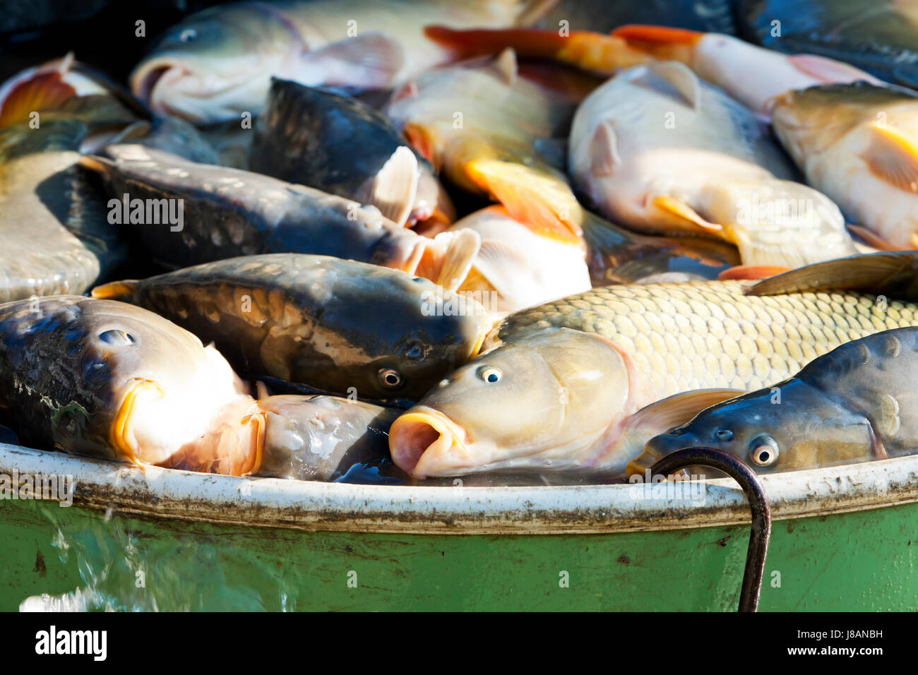 still life, animal, fauna, fish, outside, fishing, fishery, tank ...
