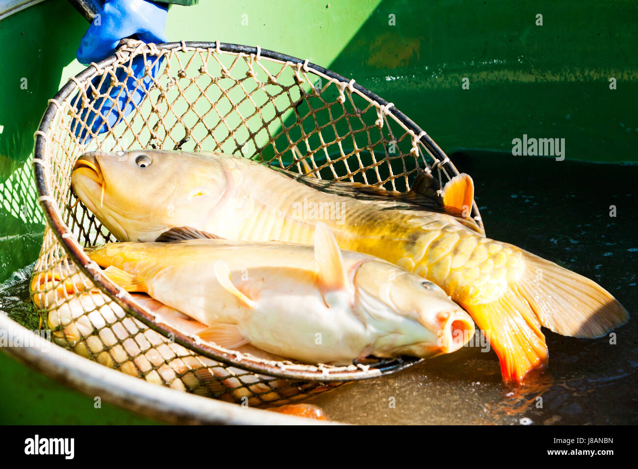 still life, animal, fauna, fish, outside, fishing, fishery, tank ...