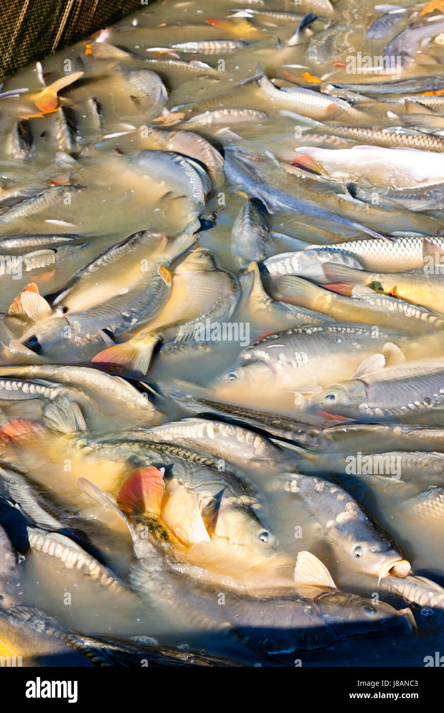 animal, fauna, fish, outside, fishing, fresh water, pond, water ...