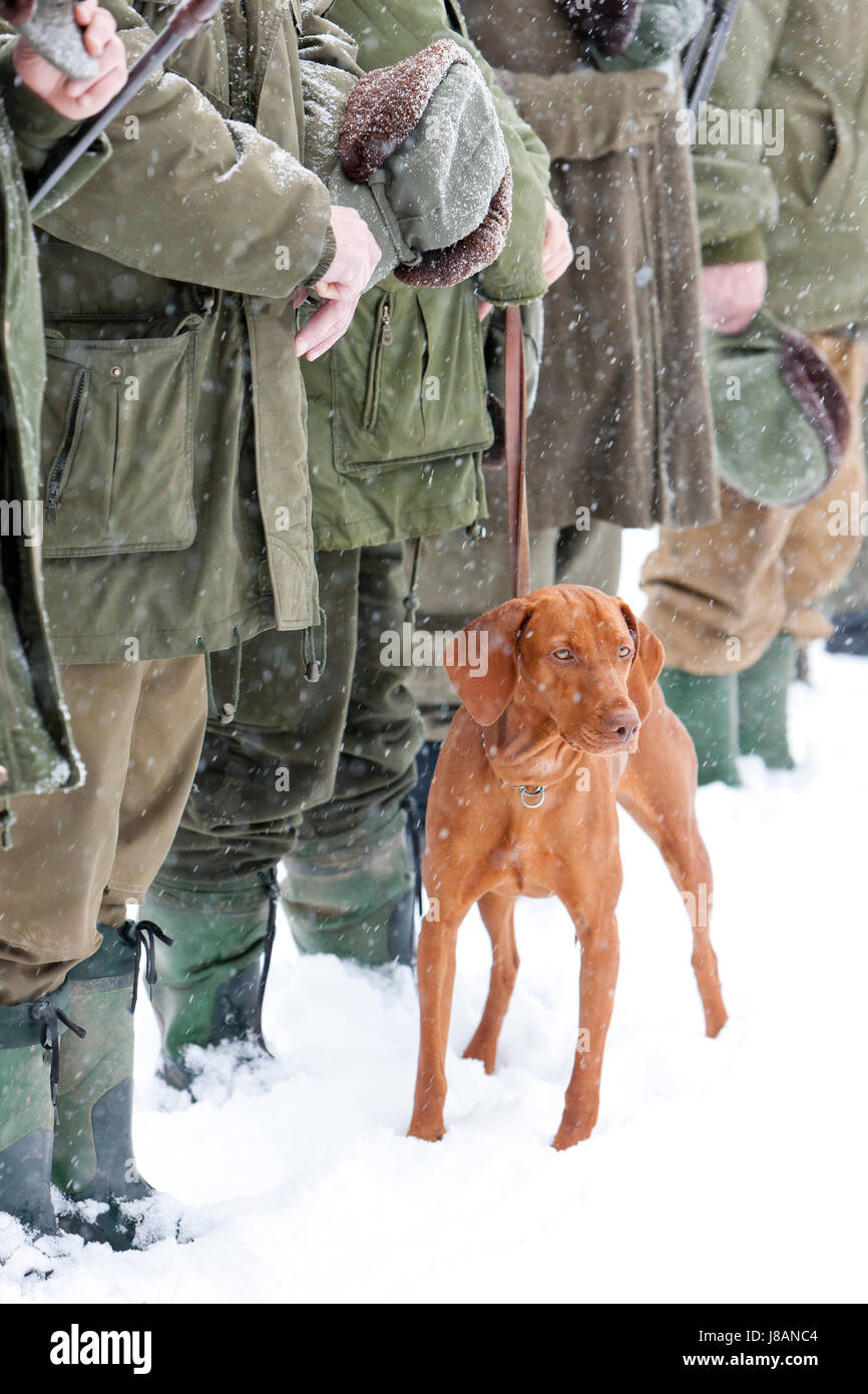 hunting, chase, humans, human beings, people, folk, persons, human ...