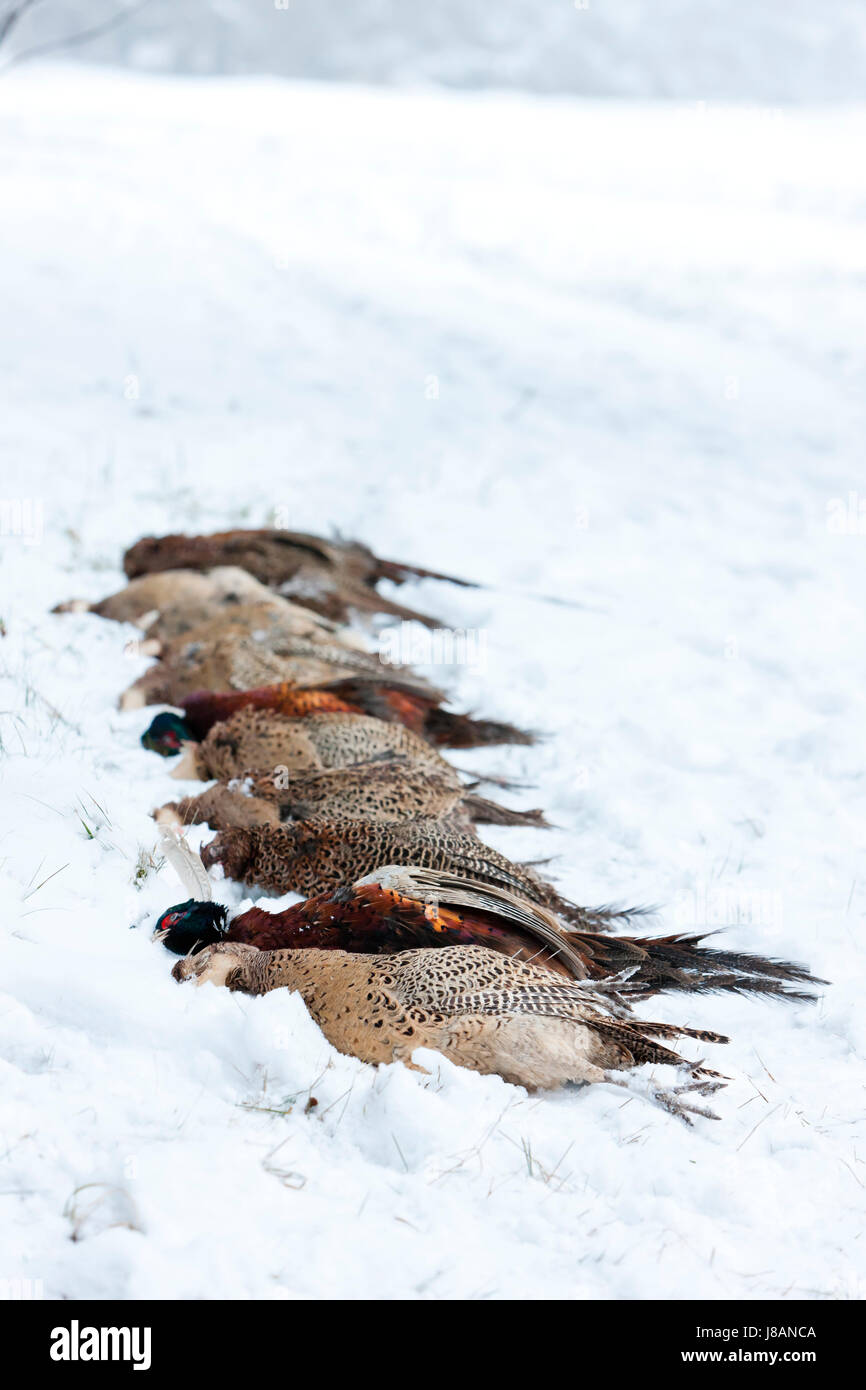 hunting, chase, still life, death, winter, animal, fauna, wild, snow ...