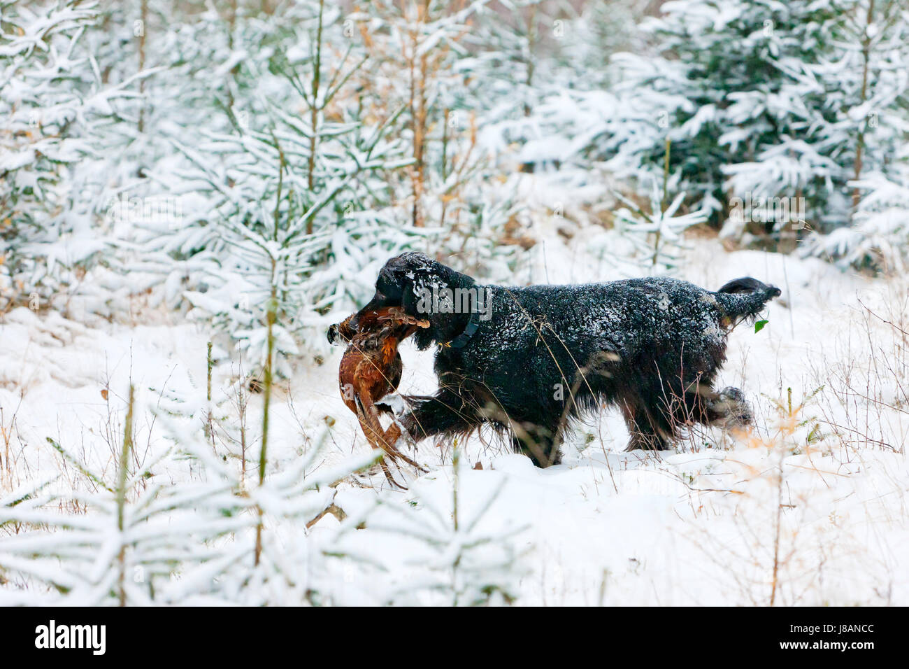 hunting, chase, winter, animal, pet, mammal, fauna, hunter, snow, coke ...