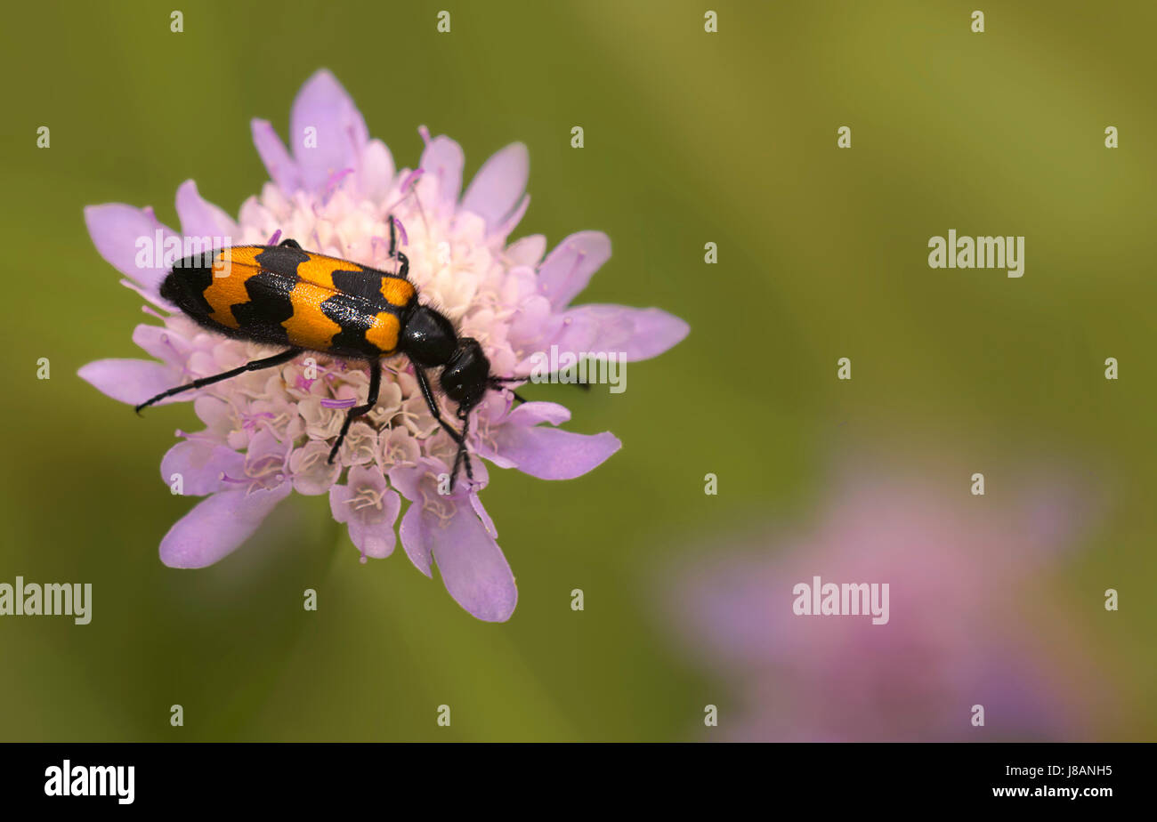 Vernderlicher lkfer hi-res stock photography and images - Alamy