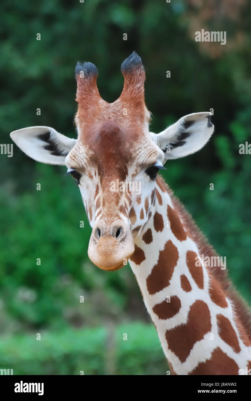 look, glancing, see, view, looking, peeking, looking at, photo, camera ...
