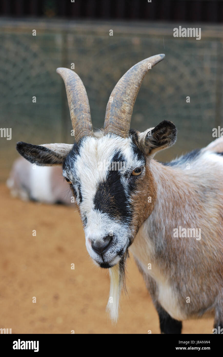 goat, look, glancing, see, view, looking, peeking, looking at, photo ...