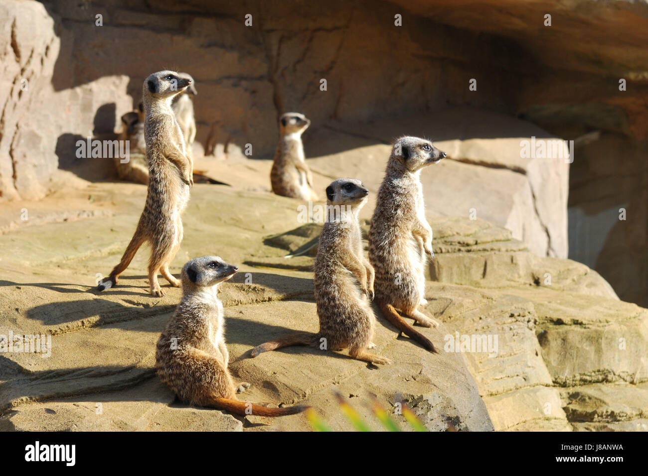Meerkats group line hi-res stock photography and images - Alamy