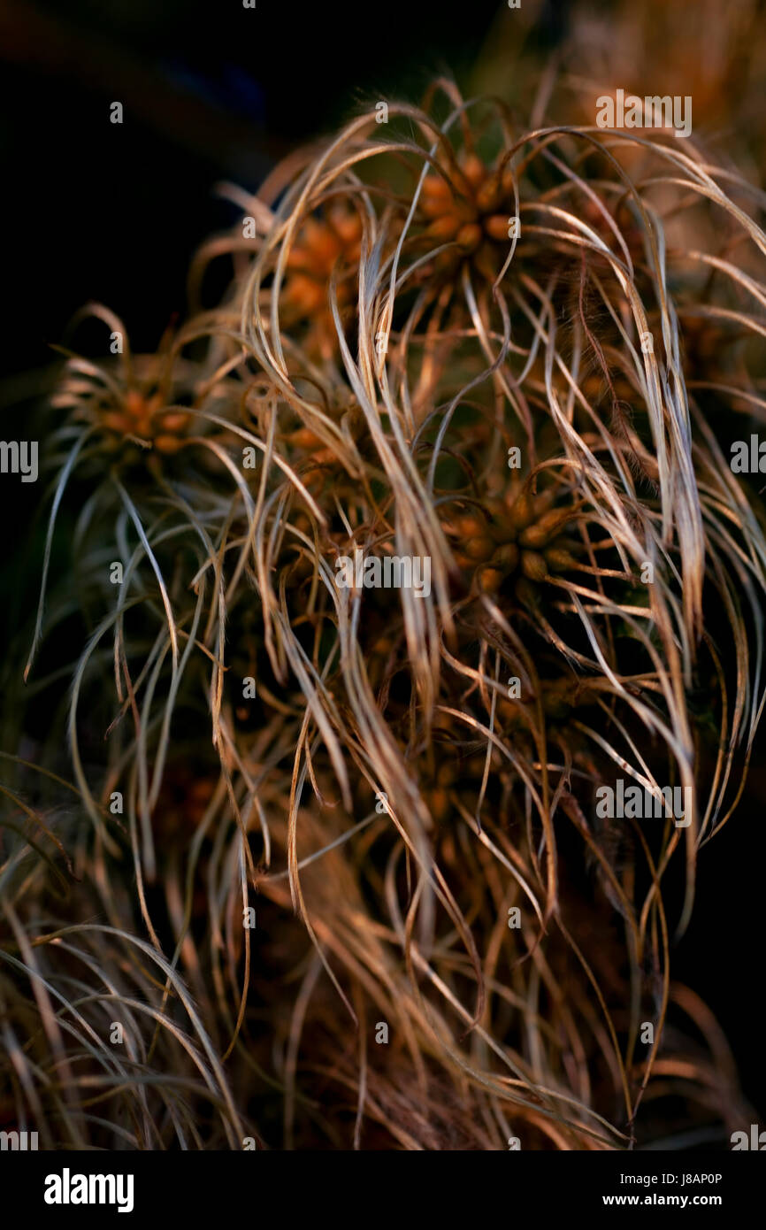 feathers, thread, fire, conflagration, threads, globe, planet, earth ...