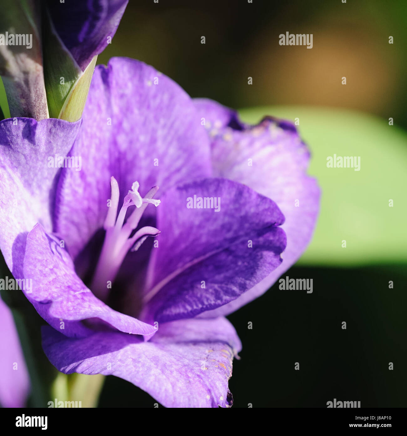 flower, plant, bloom, blossom, flourish, flourishing, flowers, blossoms ...