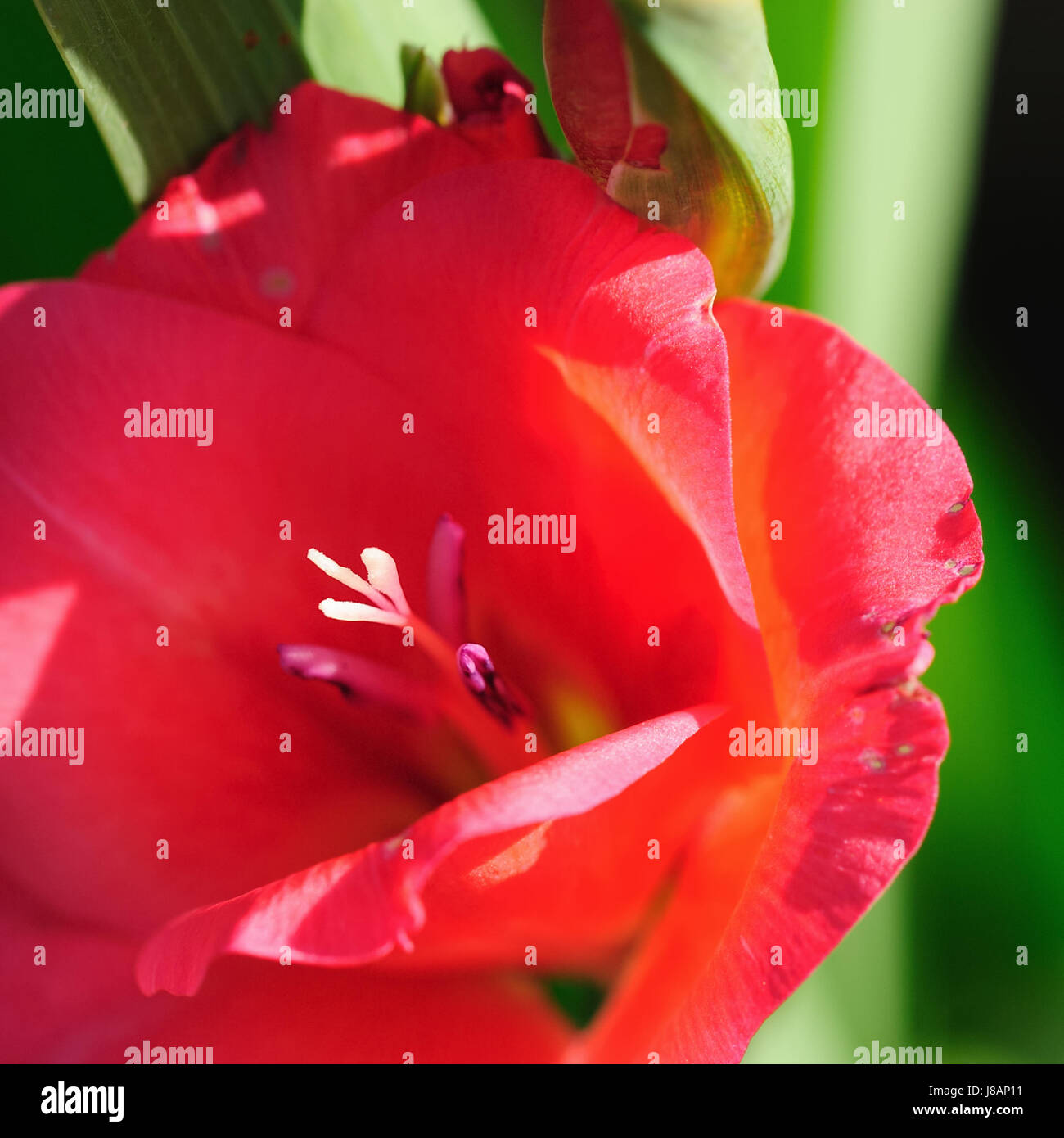 flower, plant, bloom, blossom, flourish, flourishing, flowers, blossoms ...