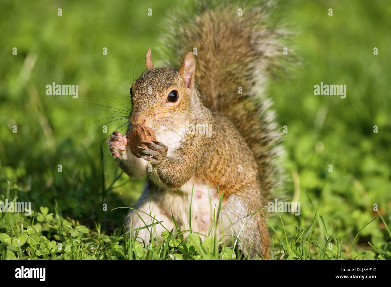 animal, rodent, squirrel, nut, filbert, hazelnut, meadow, grass, lawn ...