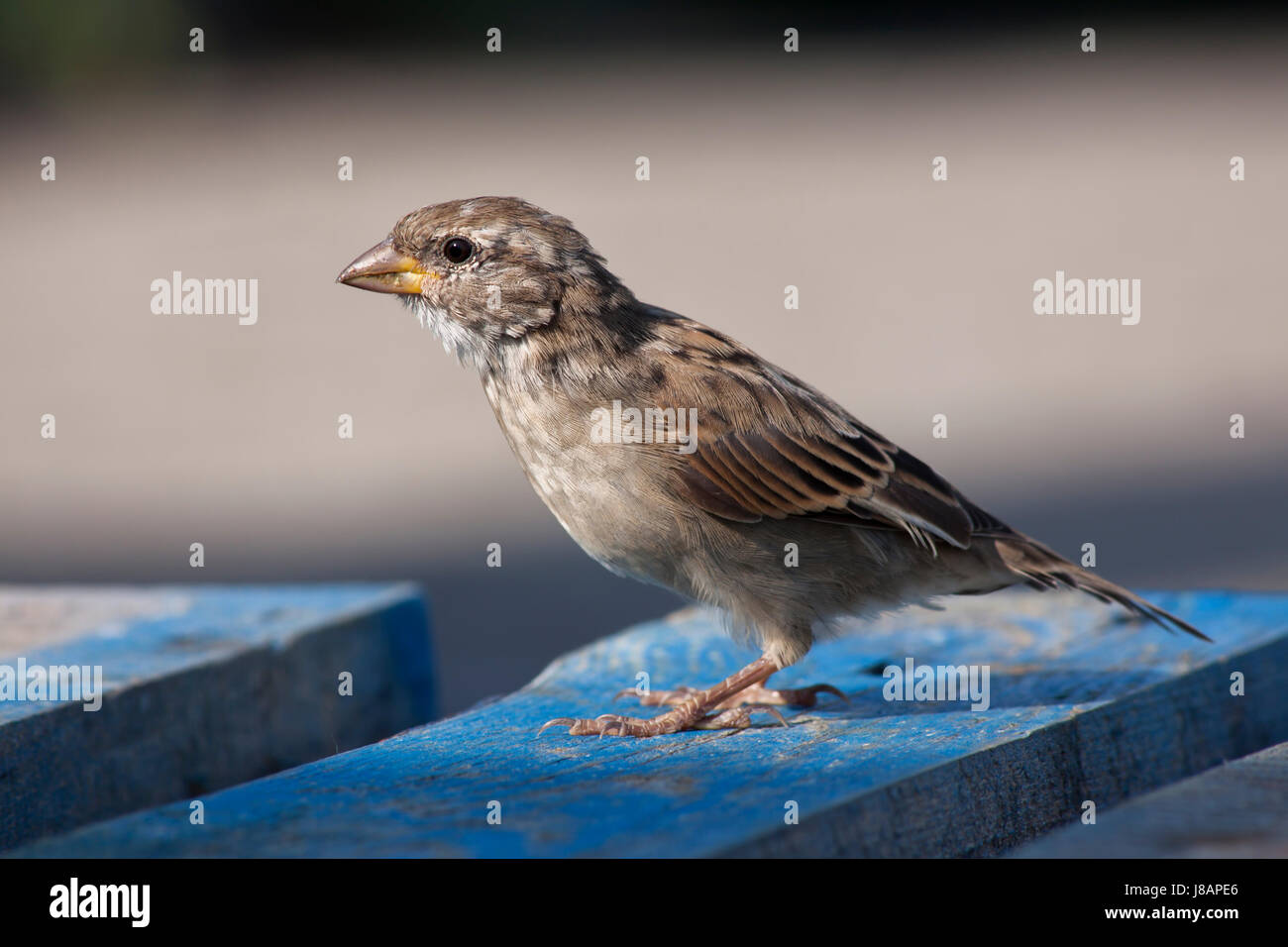 bird, birds, beak, feathering, sparrow, beaks, city, town, bird, birds, beak Stock Photo - Alamy