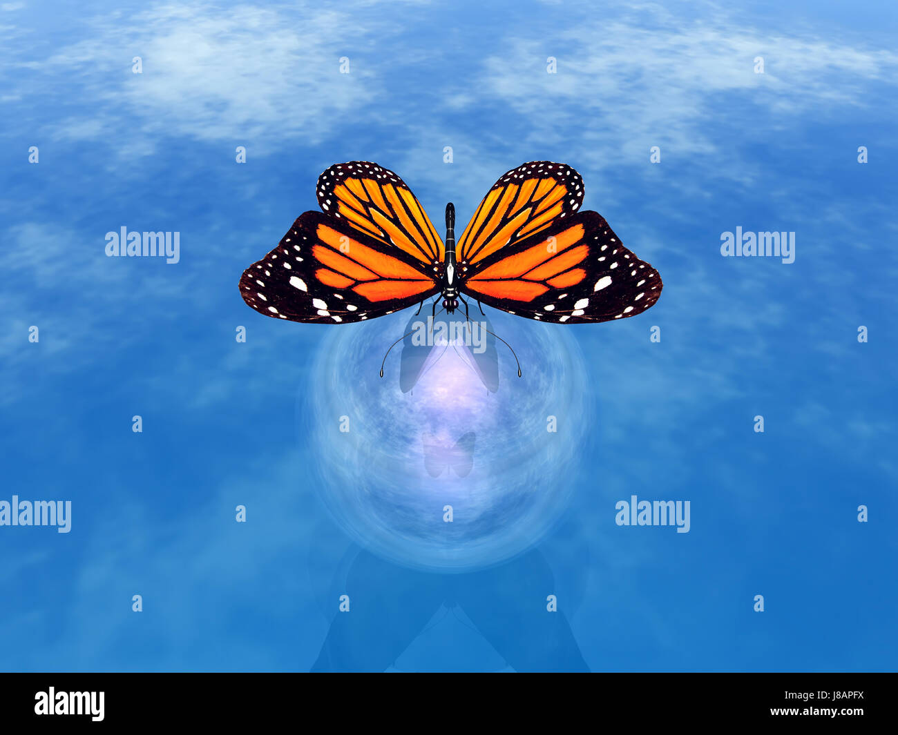 blue, insect, butterfly, transparency, wings, sphere, nature, bubble ...