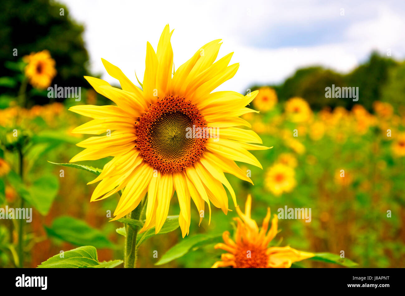 flower, plant, agriculture, farming, summer, summerly, sunflower, outside Stock Photo - Alamy