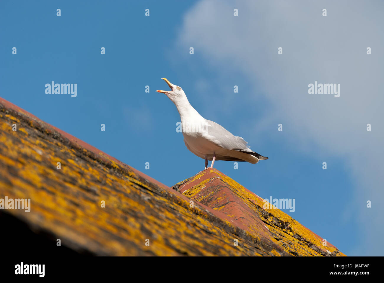 bird, beak, firmament, sky, colors, colours, cornwall, seagull, gull ...