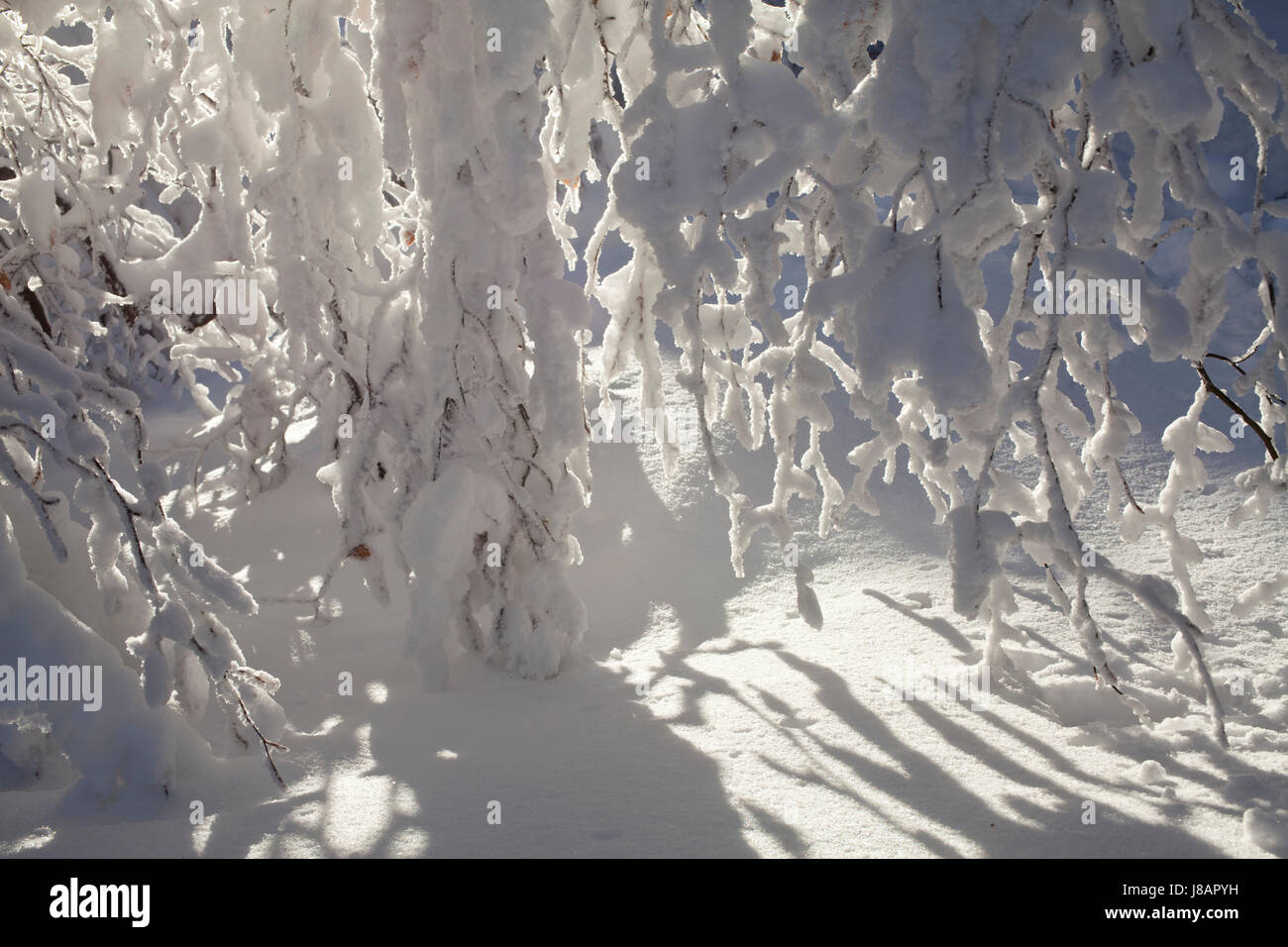 tree, trees, winter, tribes, snowy, firs, snow, tree, trees, winter ...
