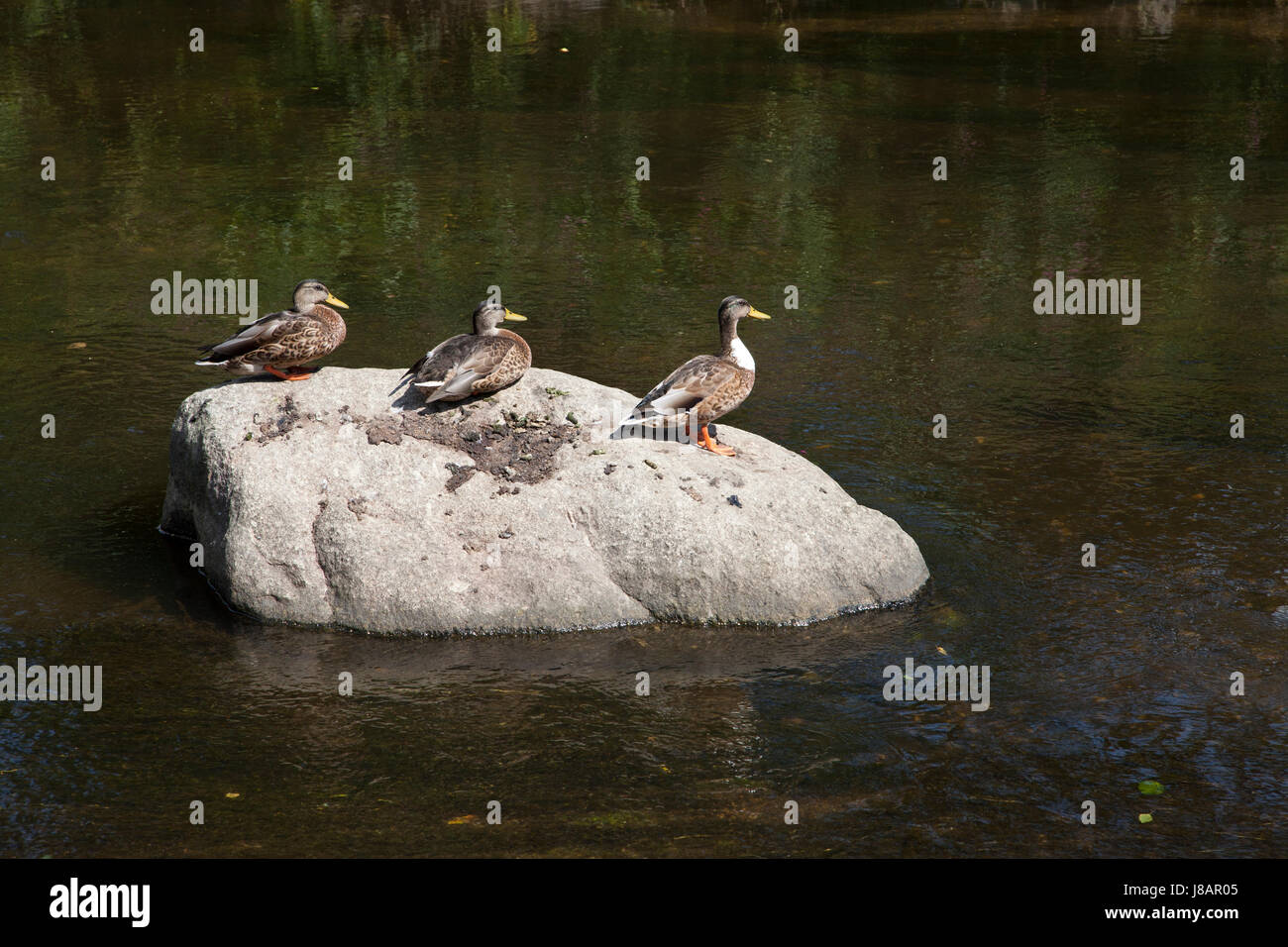 waters, stone, ducks, duck, three, put, sitting, sit, river, water ...