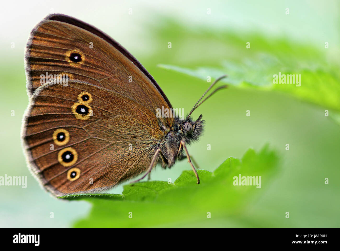 Chimney Sweeper Moth High Resolution Stock Photography and Images - Alamy