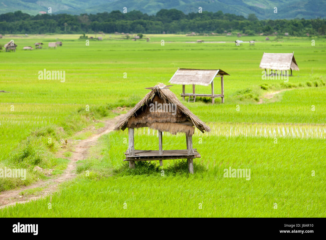 paddy field, green, asia, agriculture, farming, paddy field, scenery ...