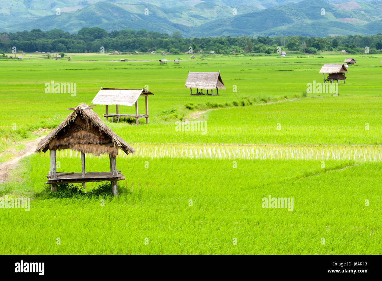 paddy field, green, asia, agriculture, farming, paddy field, scenery ...