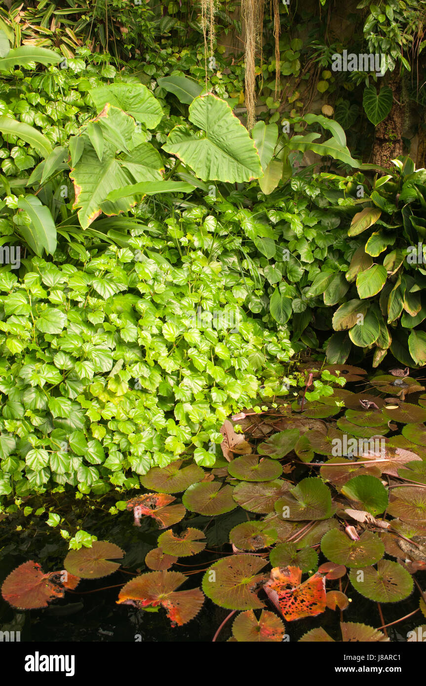 leaf, environment, enviroment, tree, garden, flower, plant, wild ...