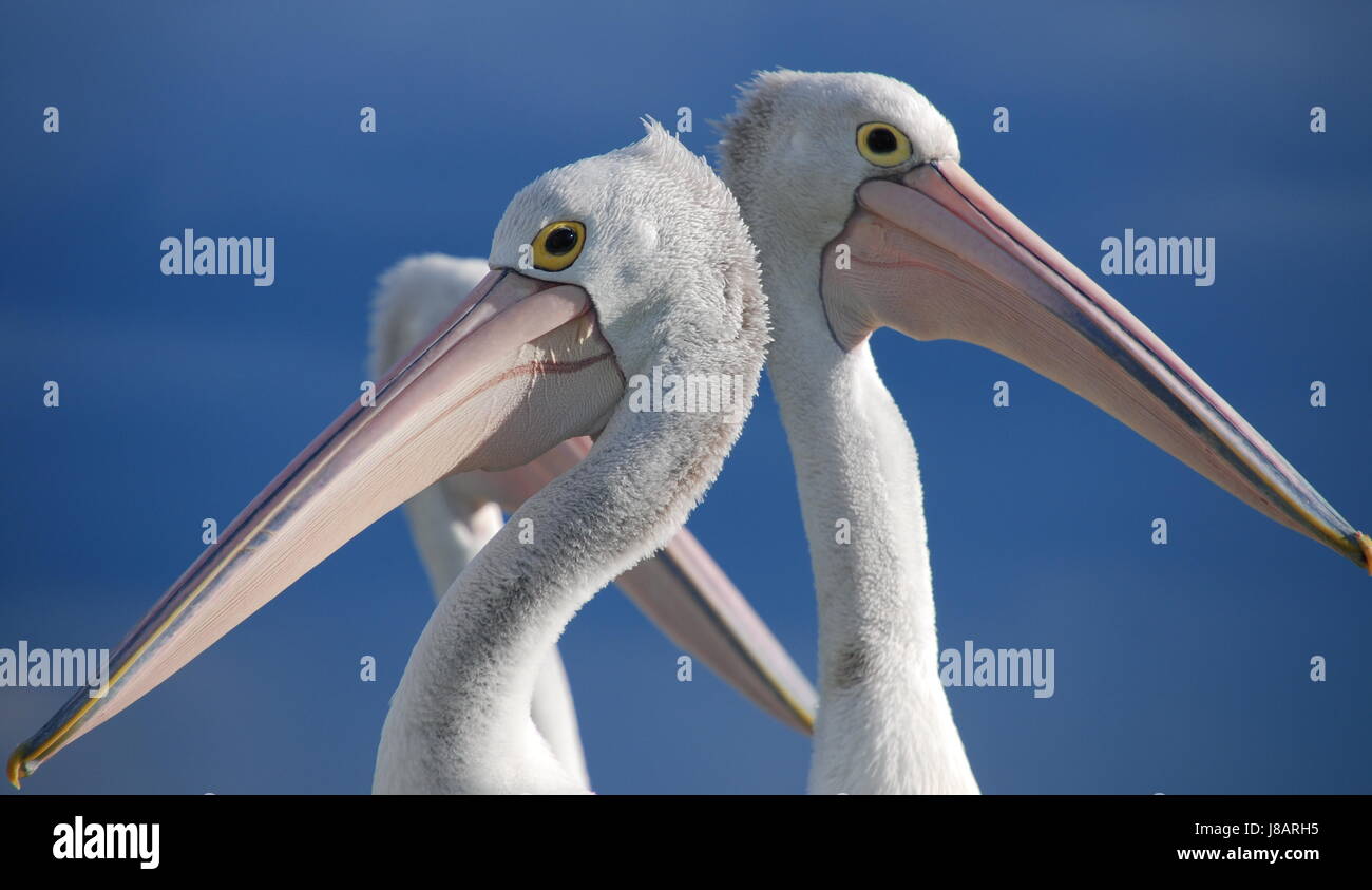 bird, birds, beak, pelican, trio, pelicans, beaks, firmament, sky ...