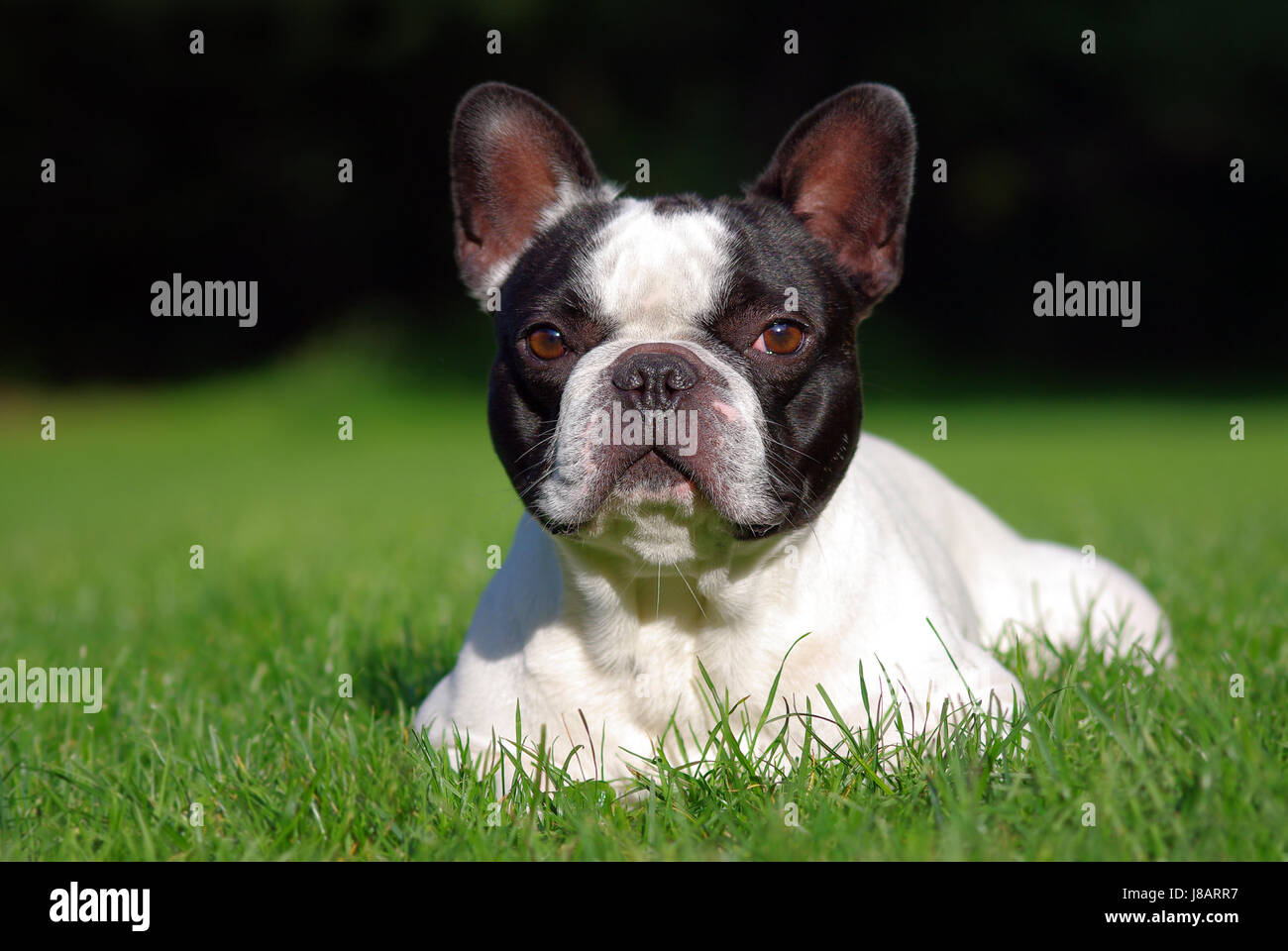 environment, enviroment, animals, dogs, bulldogs, nature, environment ...