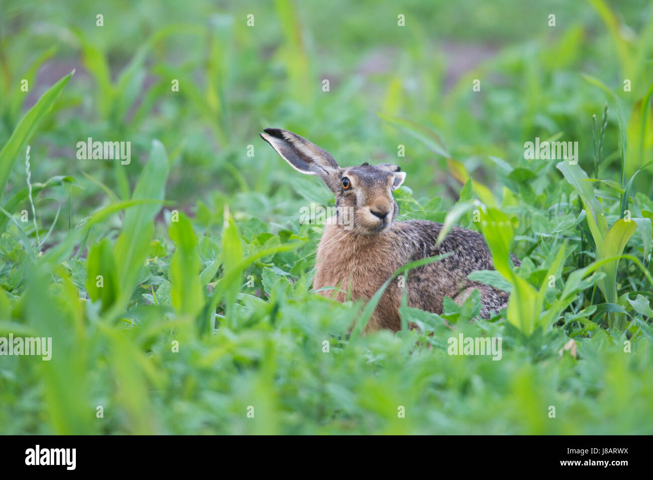 European hare (Lepus europaeus) in a corn field, Emsland, Lower Saxony ...
