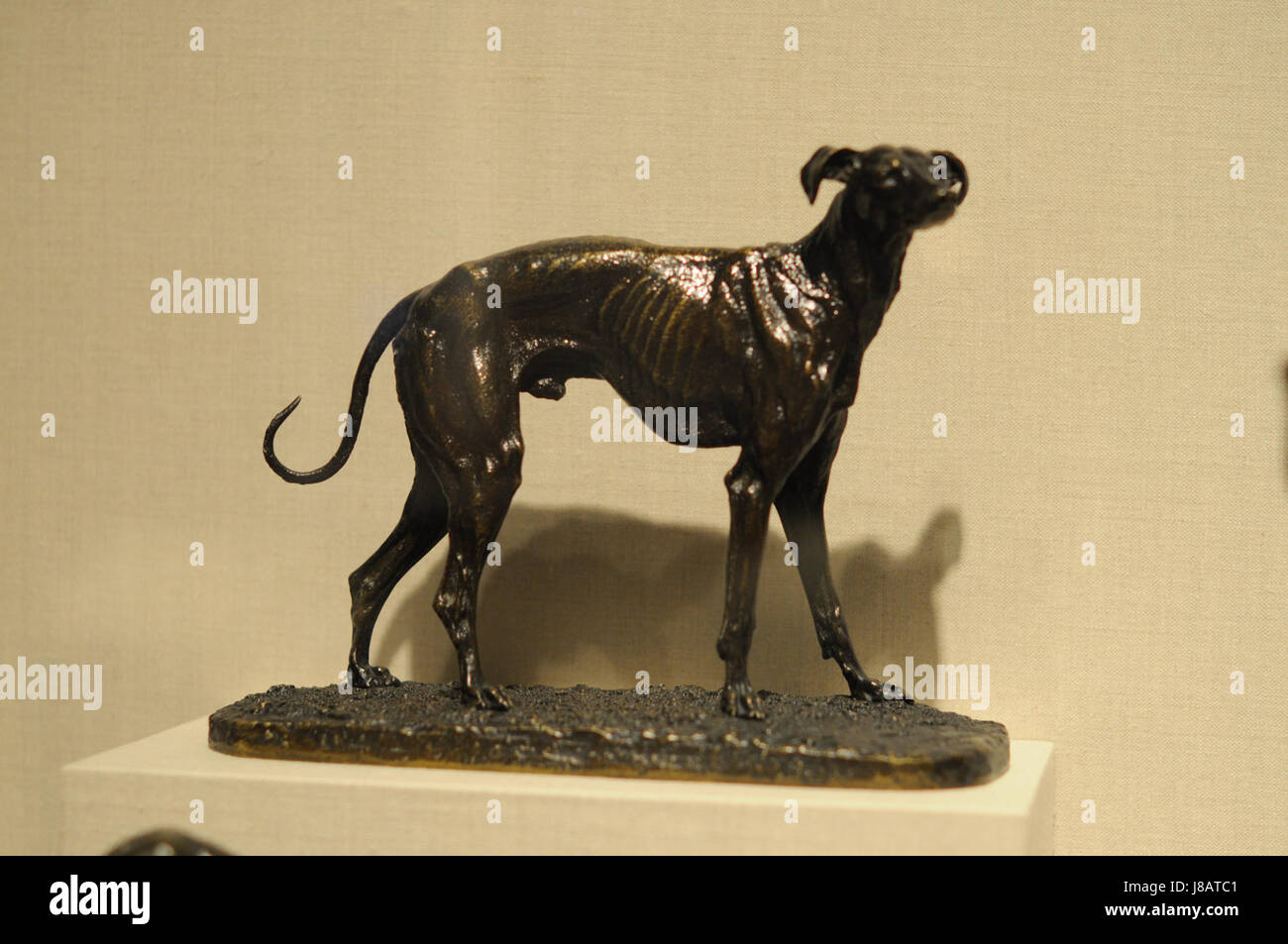 Mene, Spanish greyhound Stock Photo - Alamy