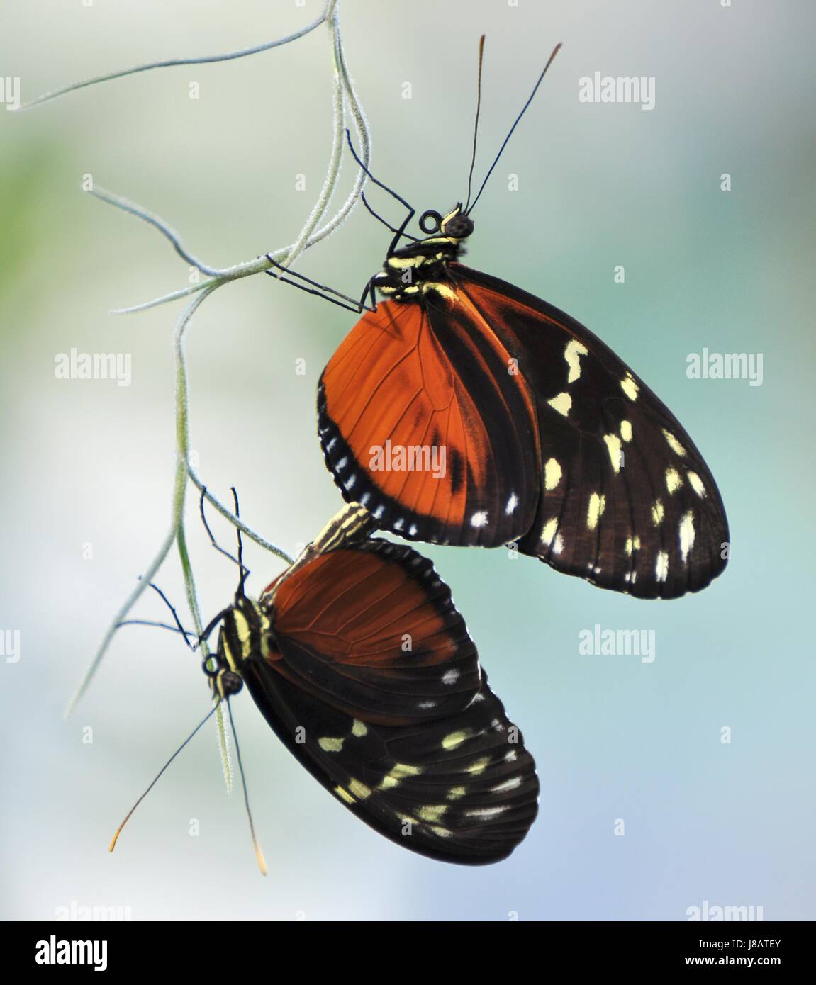 falter in mirror image Stock Photo - Alamy