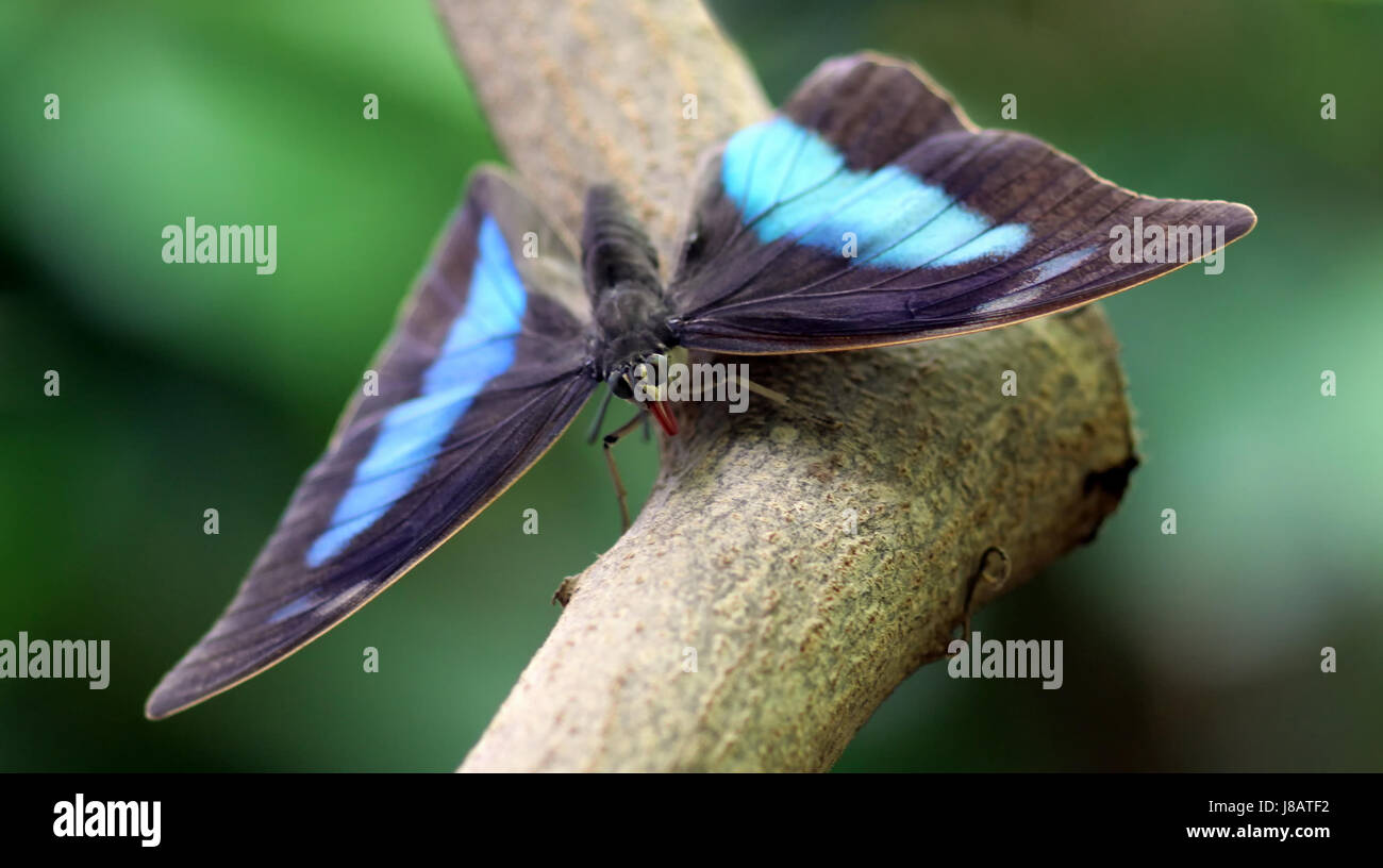 Prepona demophon hi-res stock photography and images - Alamy