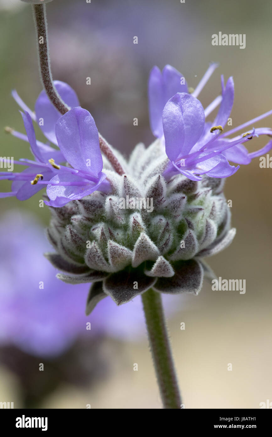A photograph of a Cleveland Sage flower, also known as California Blue ...