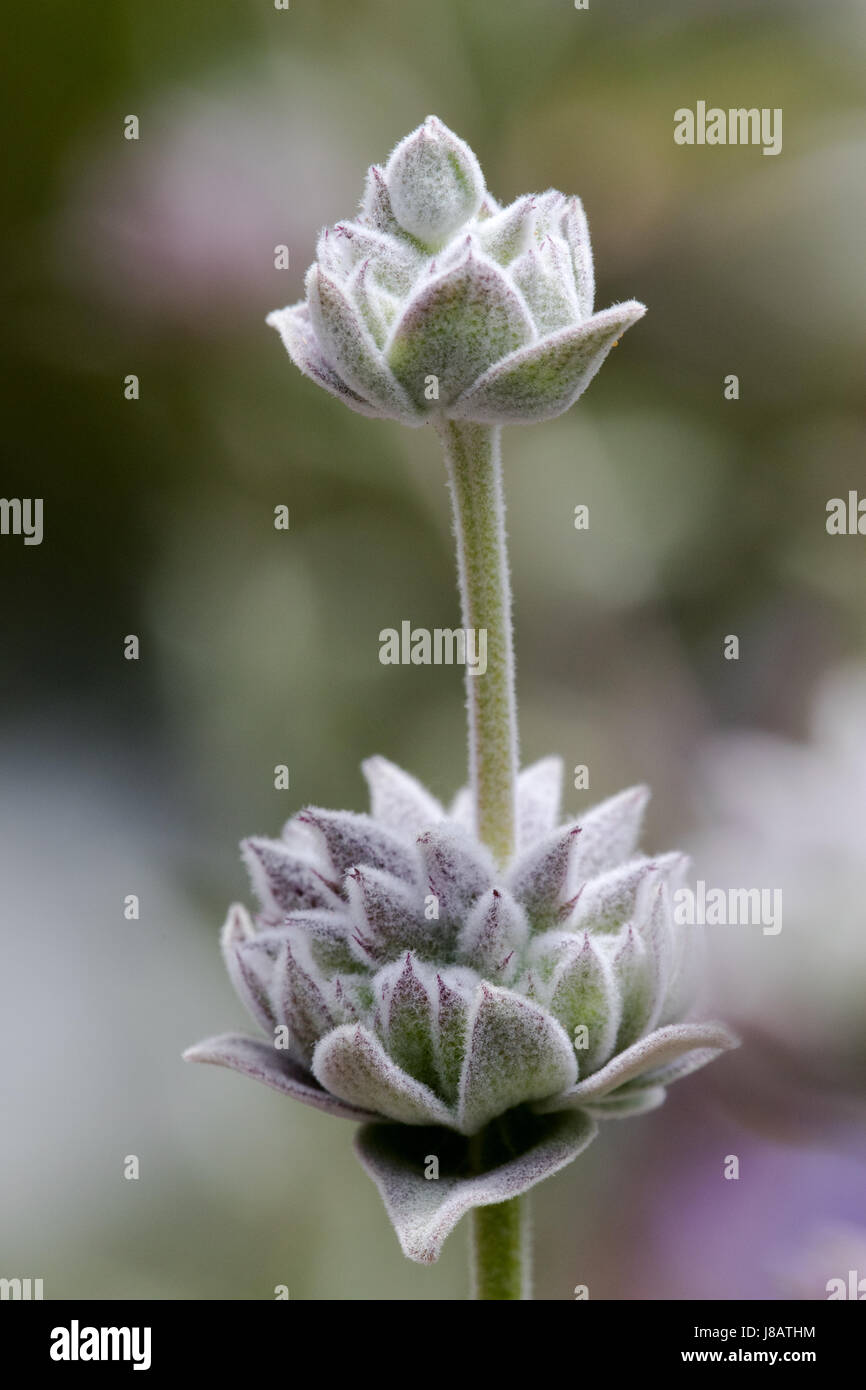 A photograph of a Cleveland Sage flower, also known as California Blue ...