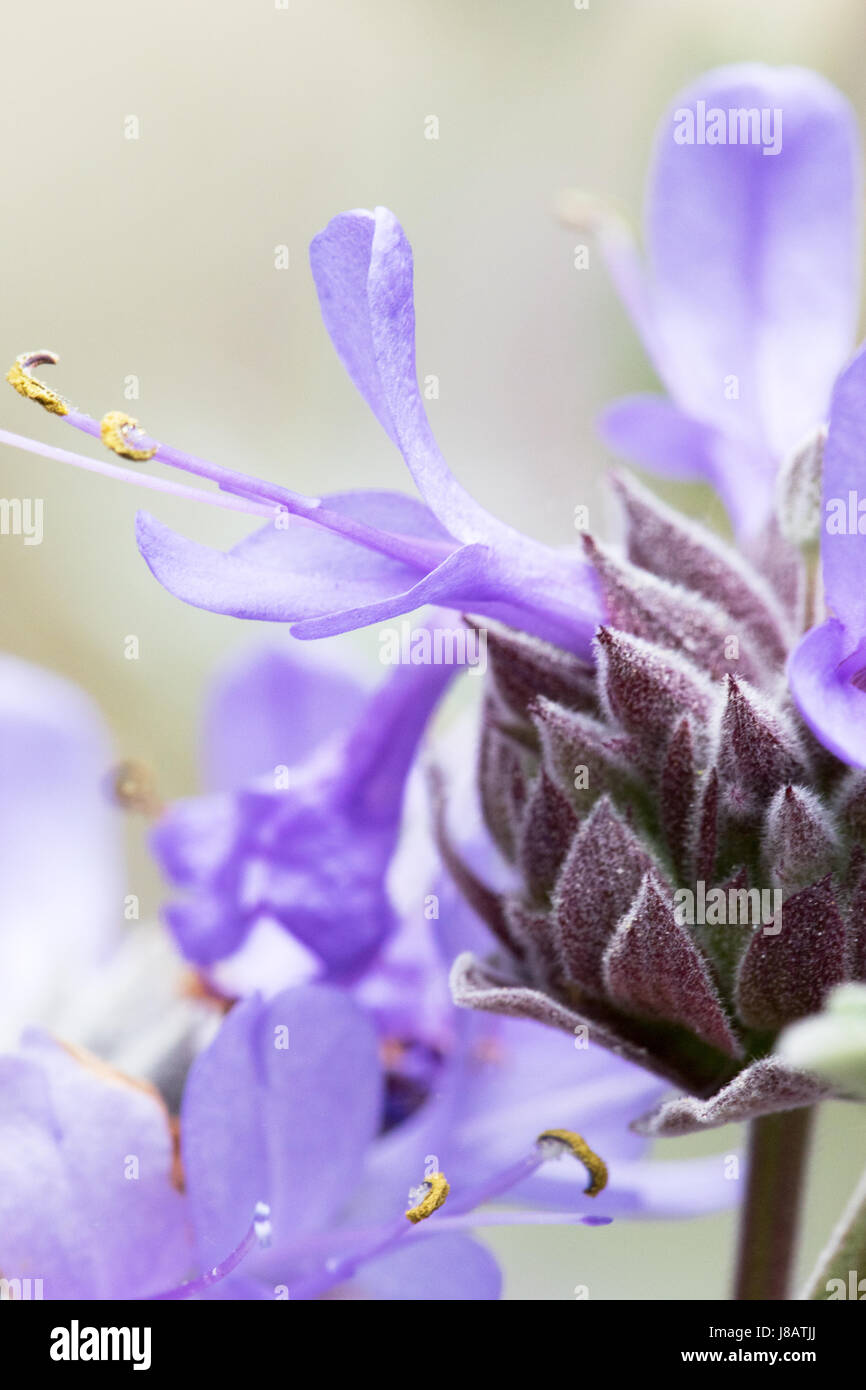 A photograph of a Cleveland Sage flower, also known as California Blue ...