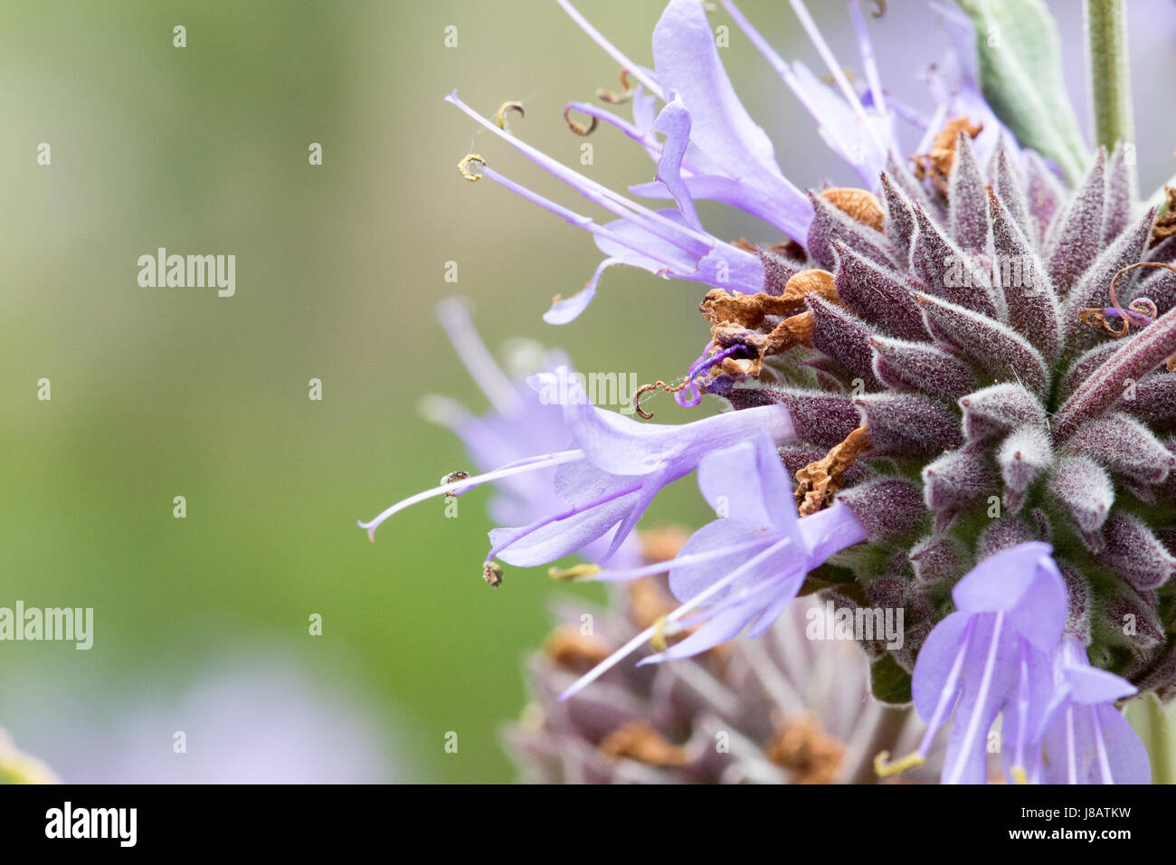 A photograph of a Cleveland Sage flower, also known as California Blue ...