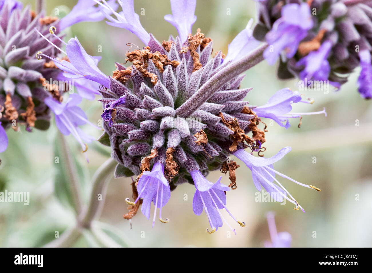 A photograph of a Cleveland Sage flower, also known as California Blue ...