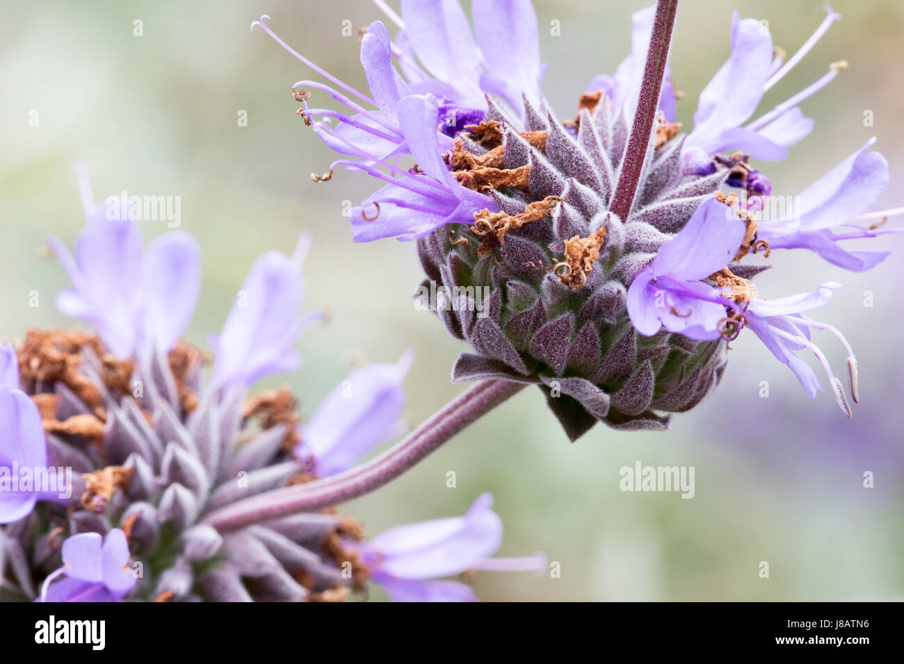 A photograph of a Cleveland Sage flower, also known as California Blue ...