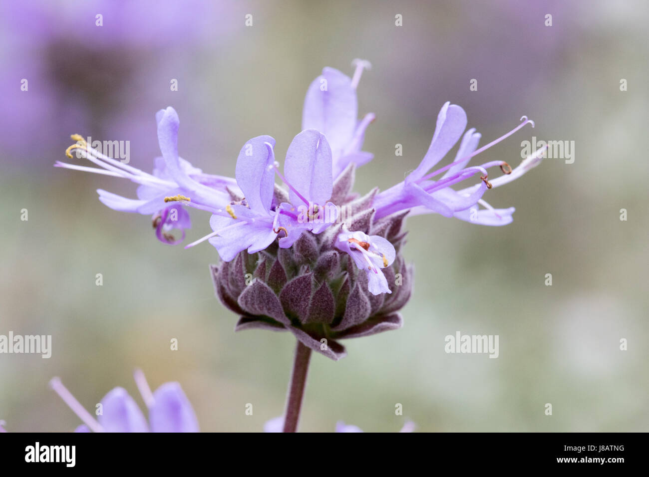 A photograph of a Cleveland Sage flower, also known as California Blue ...