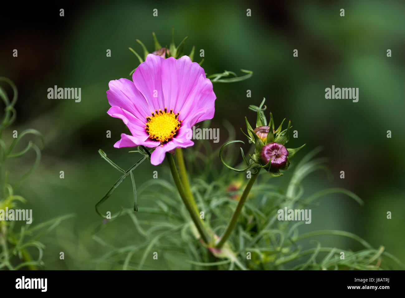 Mexican aster cosmos bipinnatus hi-res stock photography and images - Alamy