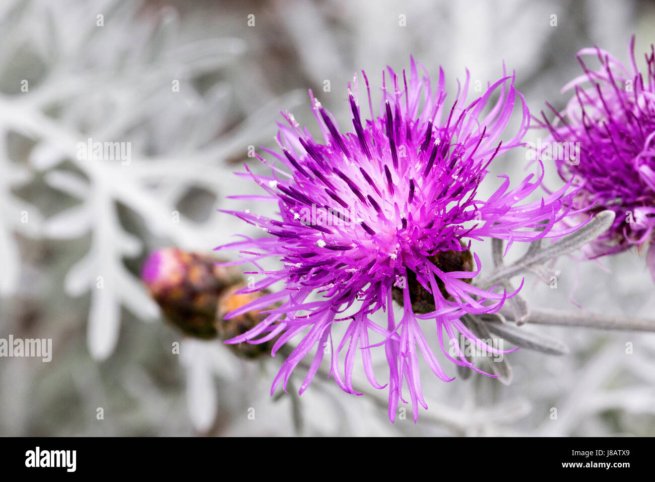An almost monochromatic image of a Dusty Miller plant showing it's ...