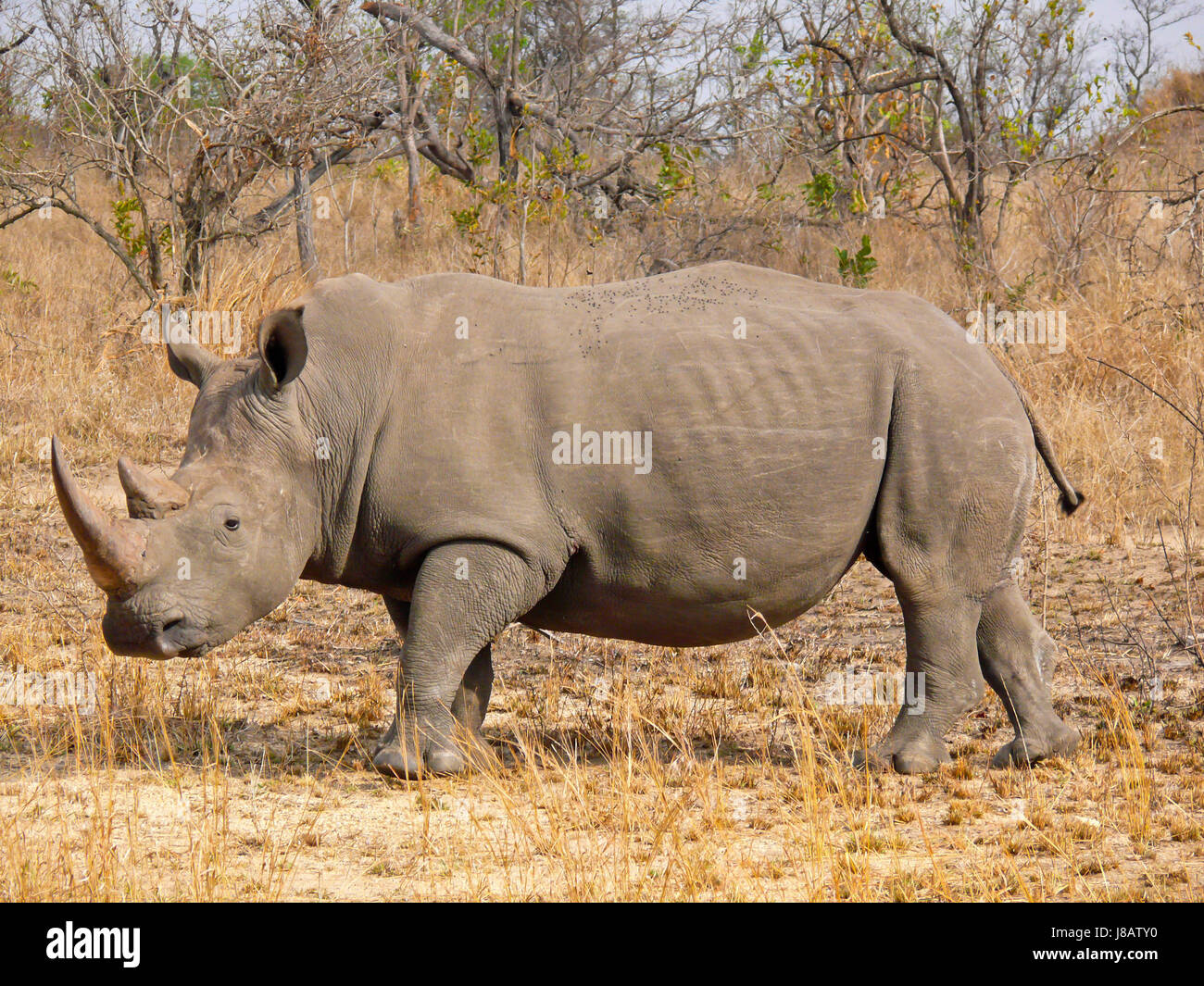 danger, travel, big, large, enormous, extreme, powerful, imposing ...