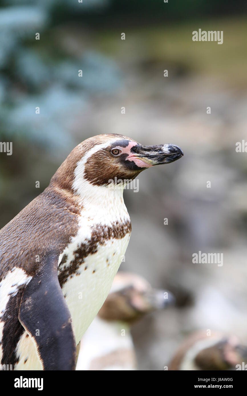 penguin in close Stock Photo - Alamy