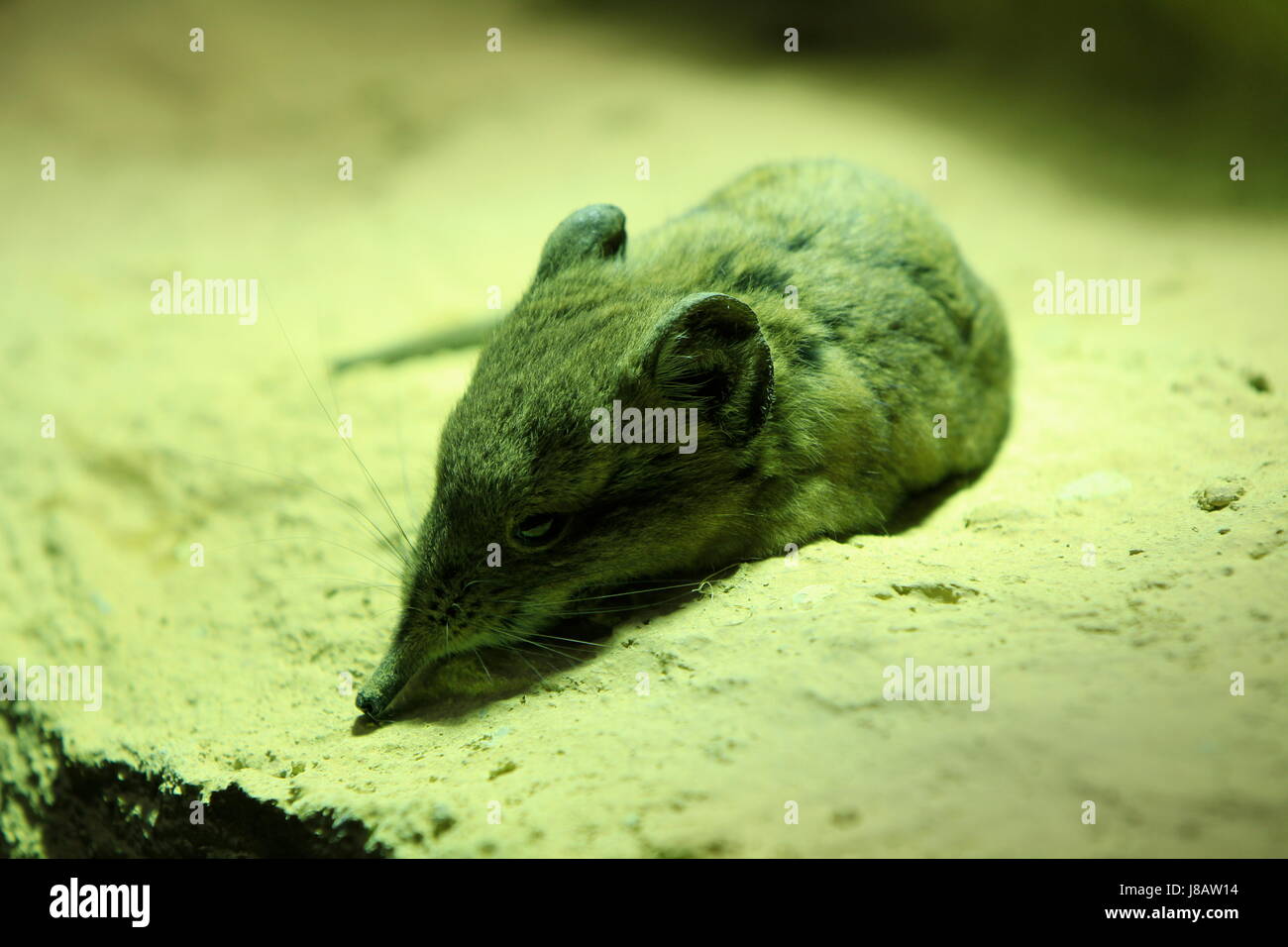 elephant shrews in close Stock Photo - Alamy