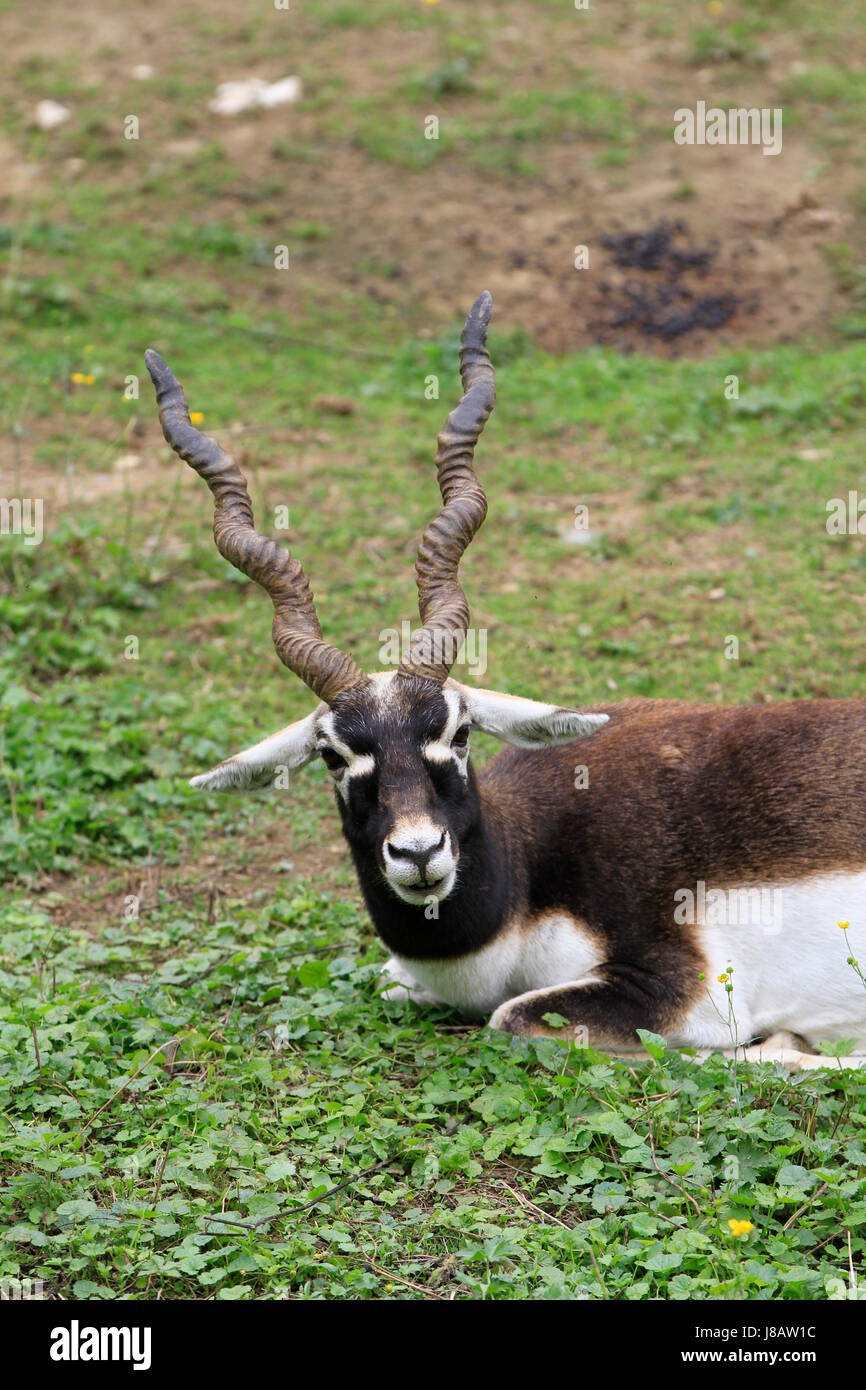 blackbuck in close Stock Photo - Alamy