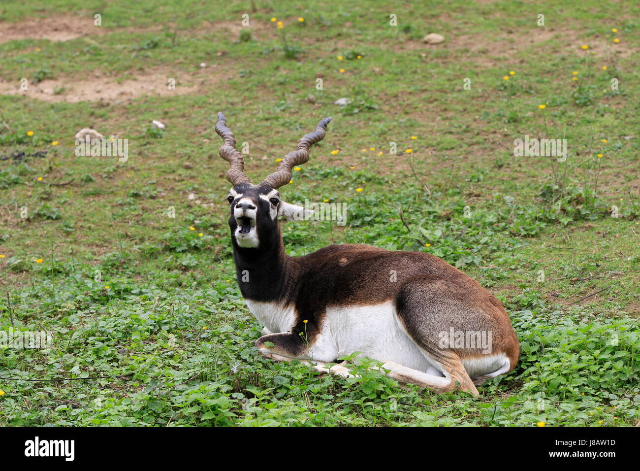 blackbuck in close Stock Photo - Alamy