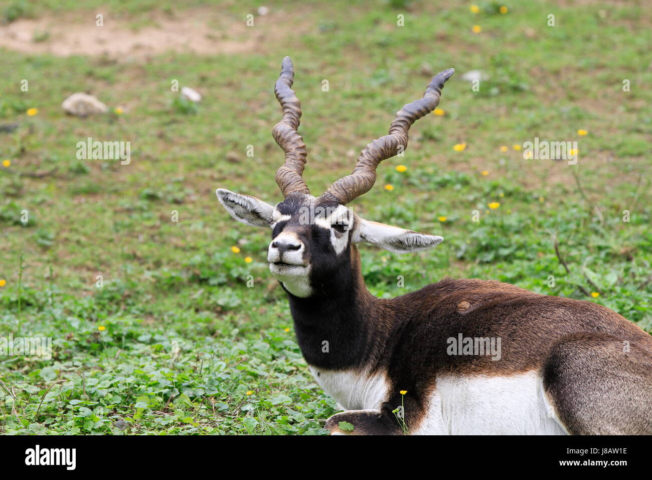 blackbuck in close Stock Photo - Alamy
